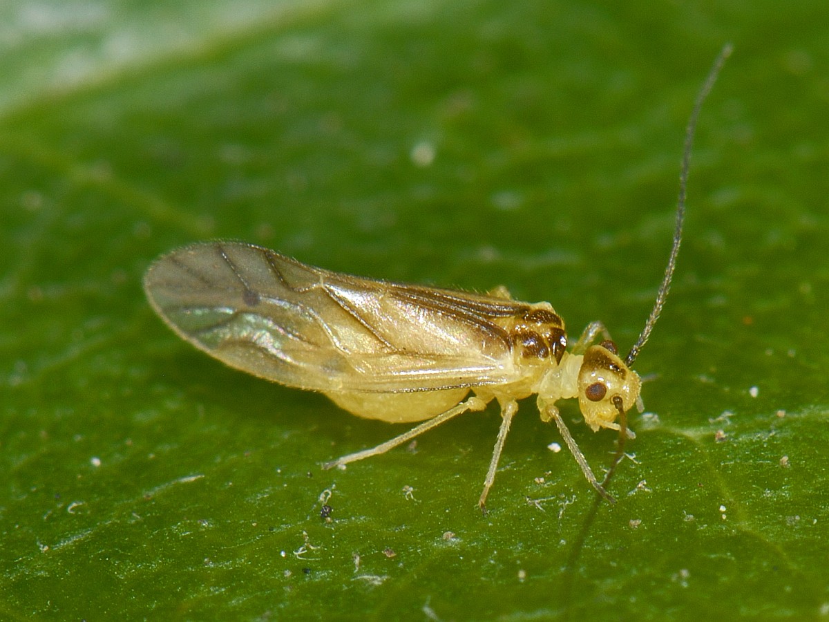 Psocoptera